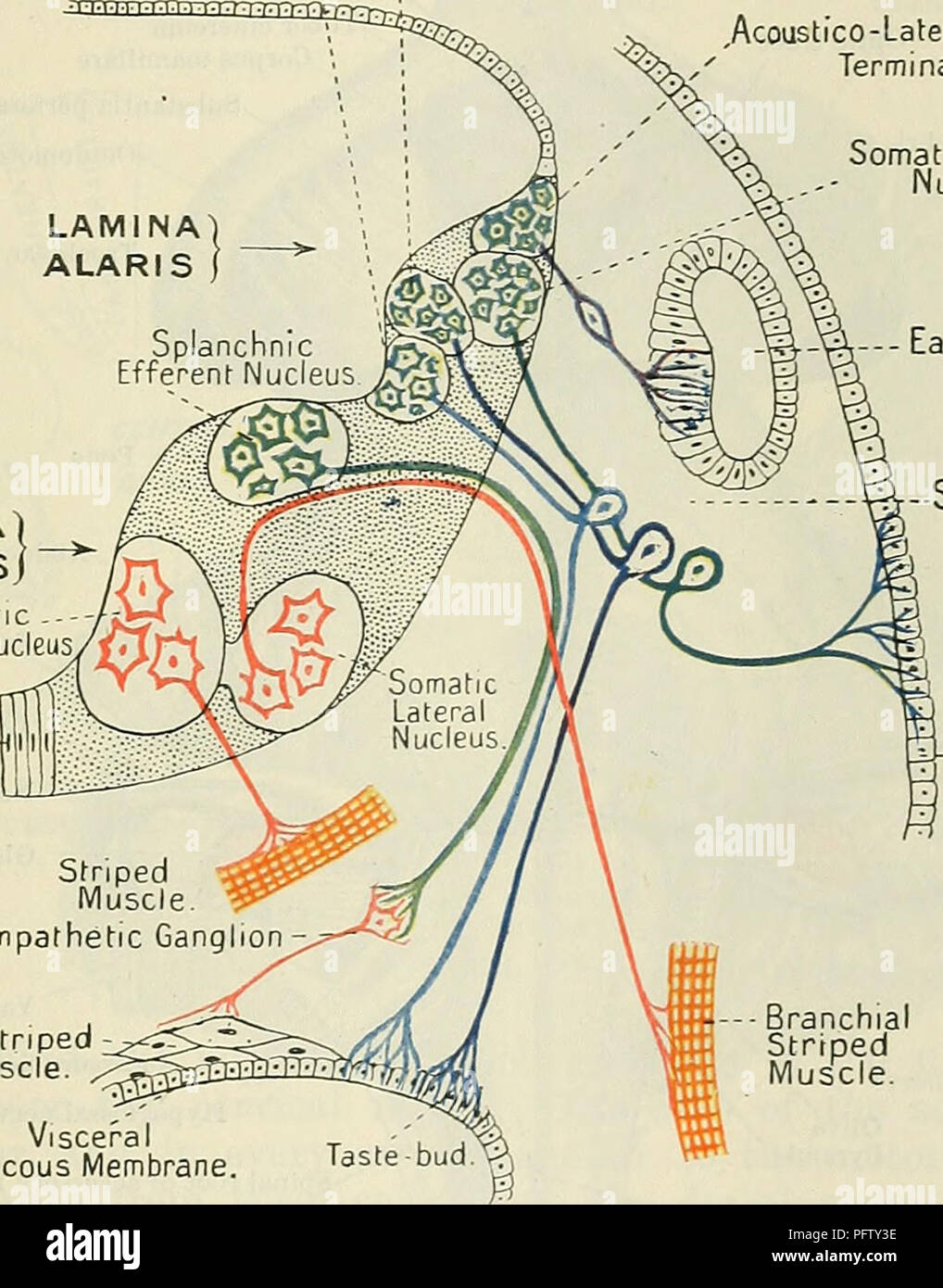 This textbook on human anatomy discusses the brainstem and its ...