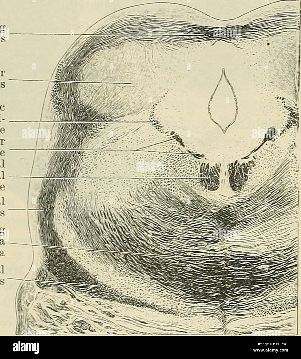 Brachium hi-res stock photography and images - Alamy