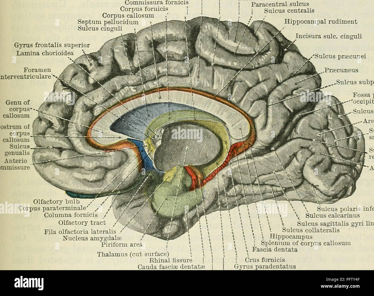 The mesencephalon, or midbrain, contains the oculomotor nerve fibers ...