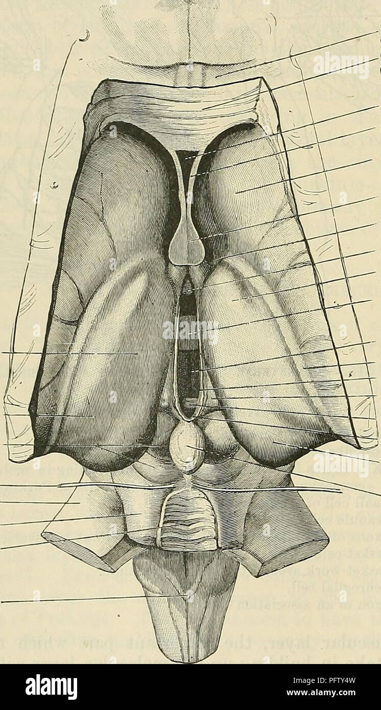 This image shows an anatomical illustration of the human nervous system, specifically focusing ...