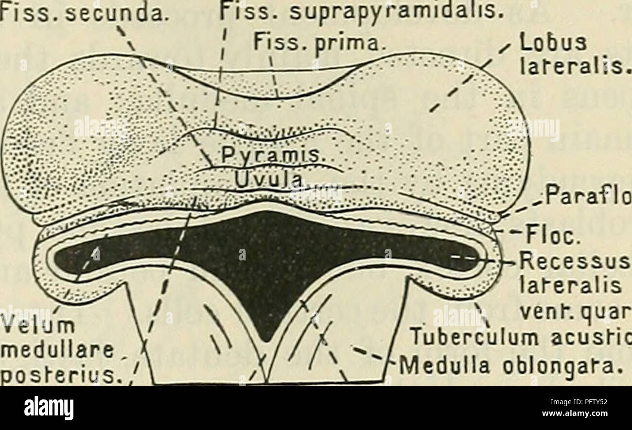 Medullary Cavity High Resolution Stock Photography and Images - Alamy