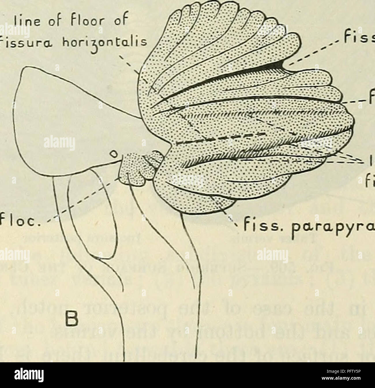 . Cunningham's Text-book of anatomy. Anatomy. i ss. prima ss ...