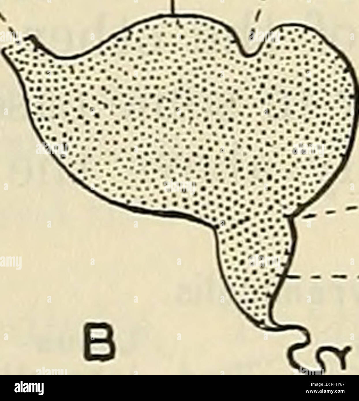 Nodulus hi-res stock photography and images - Alamy