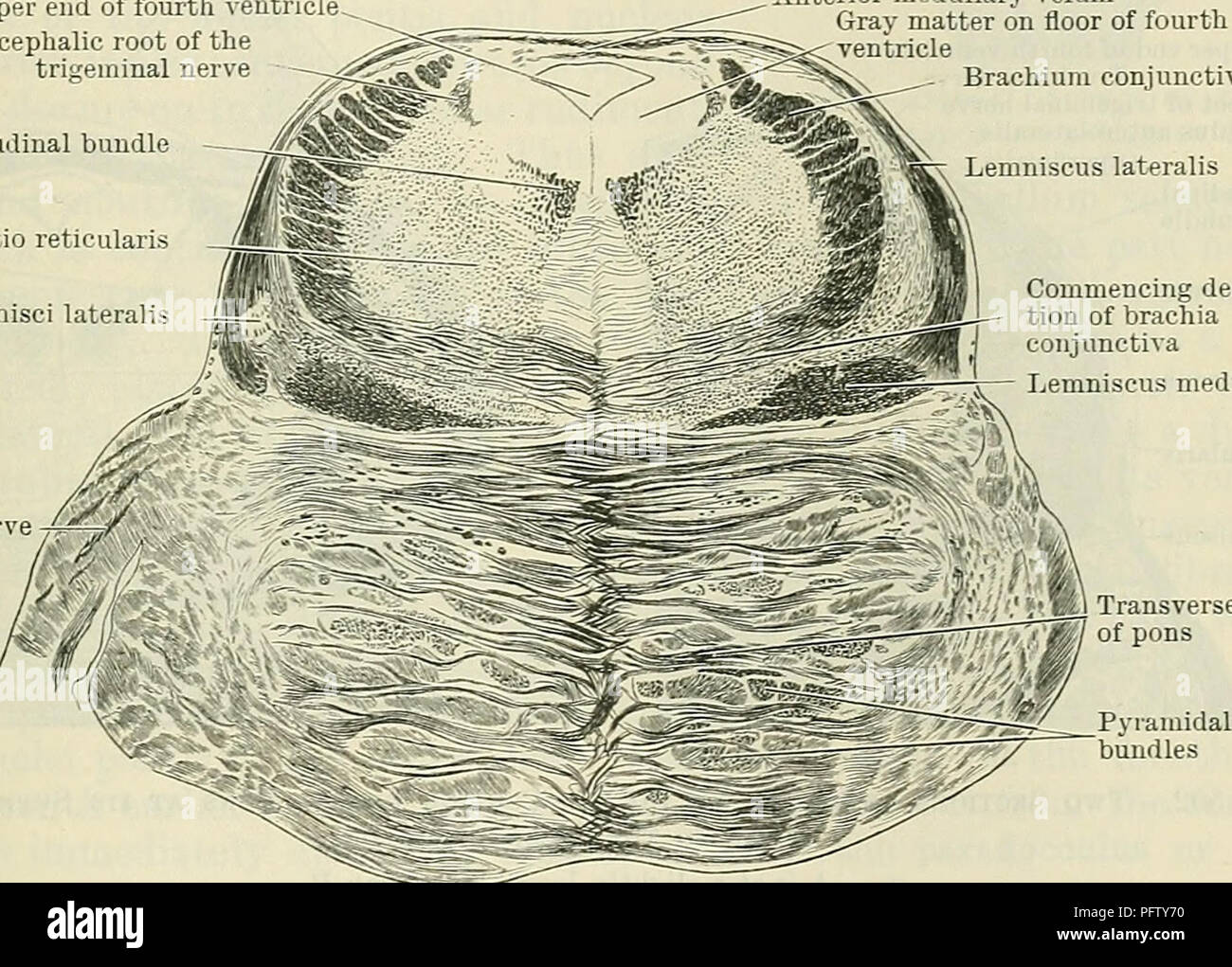 Anatomy Section Internal Structure Of Pons