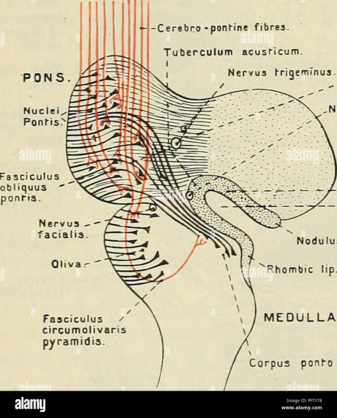 Cerebral peduncle hi-res stock photography and images - Alamy