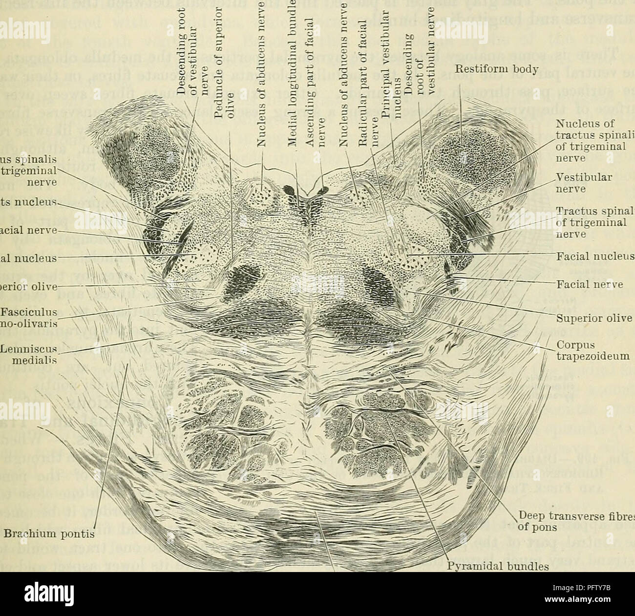 This textbook of anatomy covers the internal structure of the pons ...