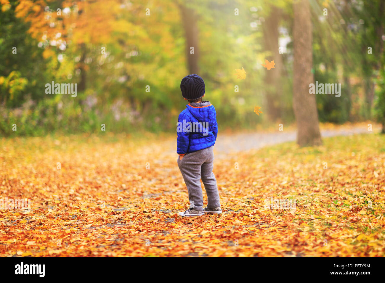 A kid is watching the leaves fall off the trees during the fall season ...