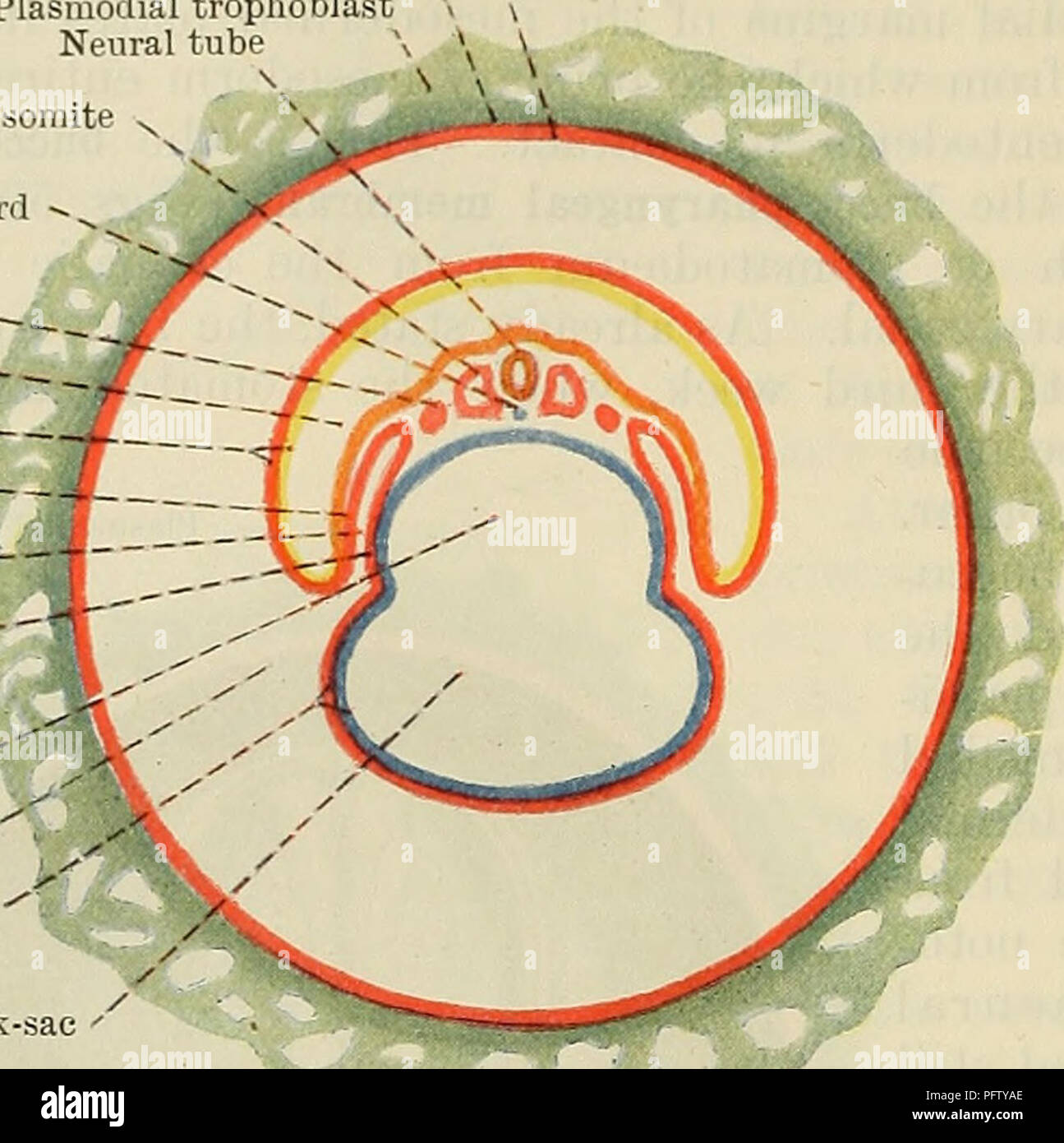 Lateral mesoderm hi-res stock photography and images - Alamy