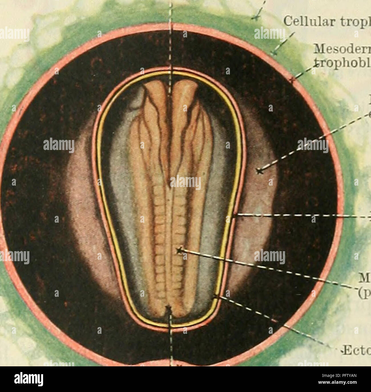 This illustration from Cunningham's Text-book of Anatomy highlights the ...