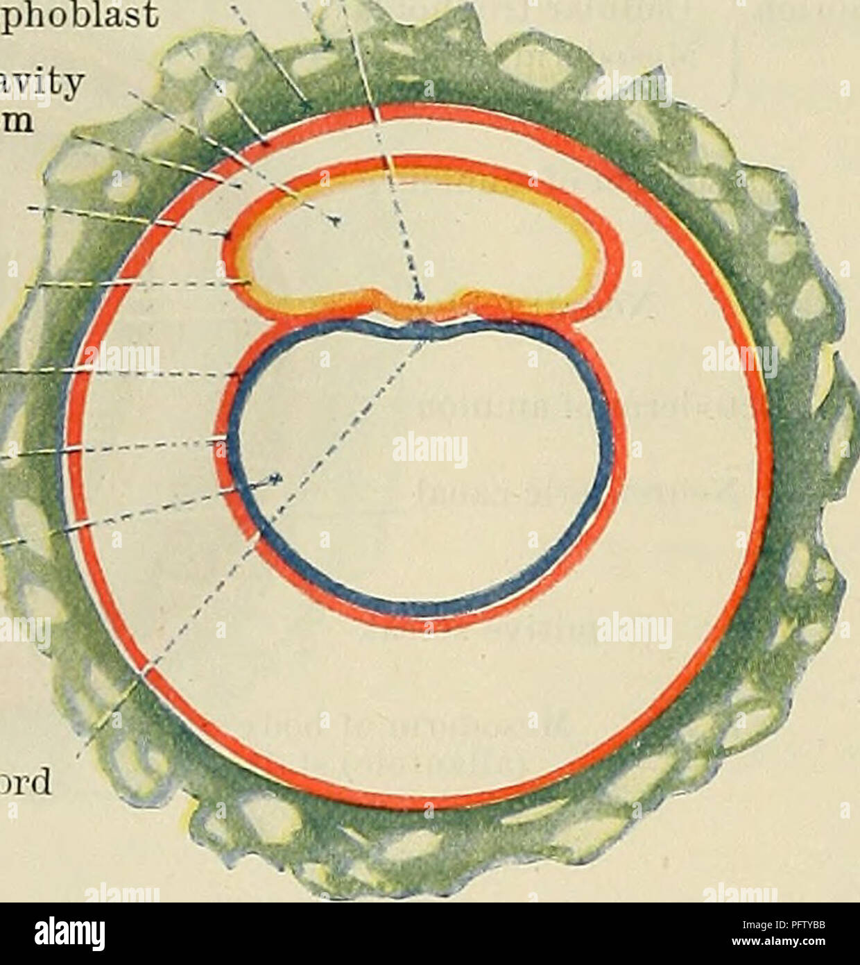 Cunningham's text on human anatomy provides detailed schematics and ...