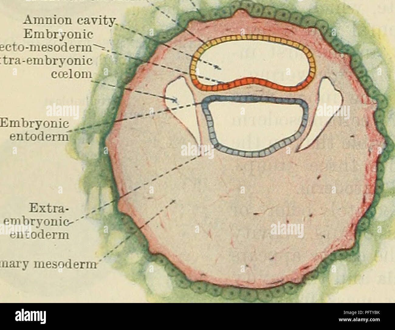This textbook of anatomy by Cunningham explains the development of ...