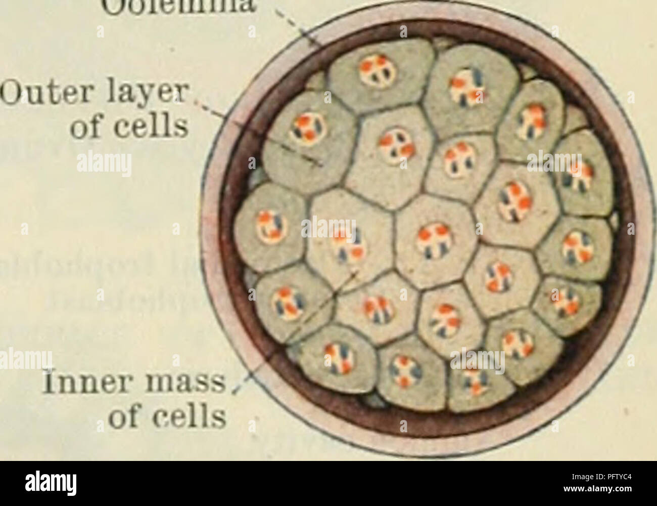 morula diagram