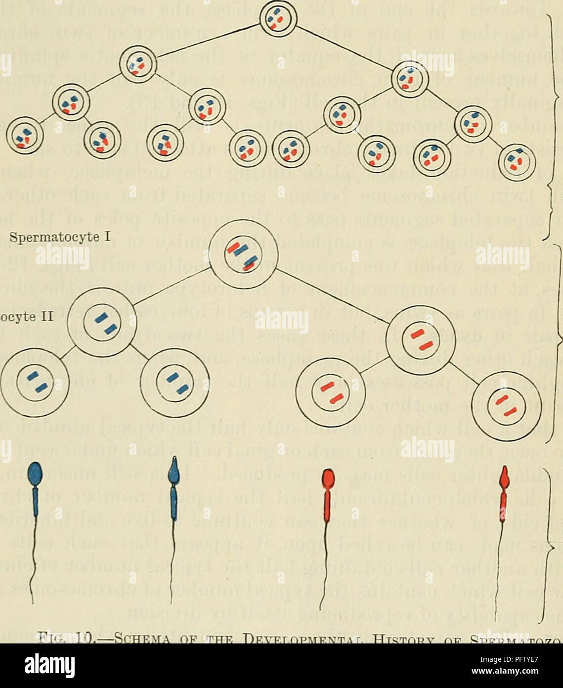 Oocytes hi-res stock photography and images - Alamy