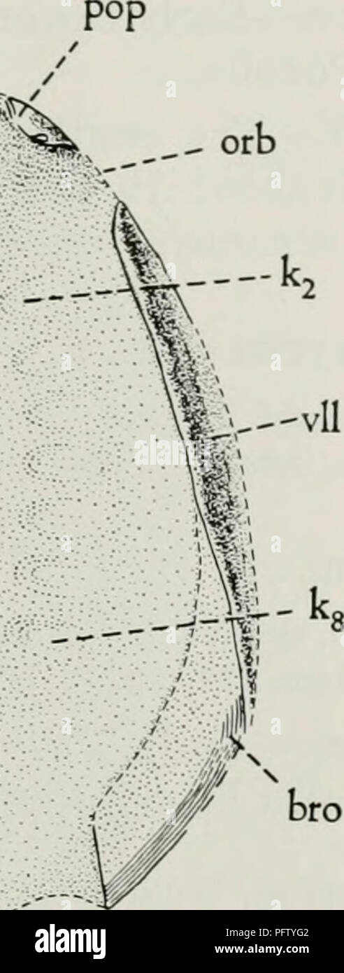 This study focuses on the Cyathaspididae family, a group of extinct ...