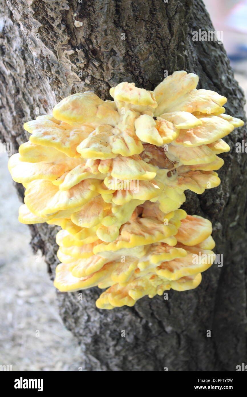 Chicken of the woods fungus on tree Stock Photo - Alamy