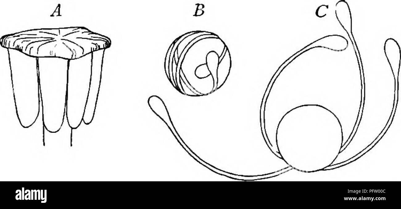 Spore forming Black and White Stock Photos & Images - Alamy