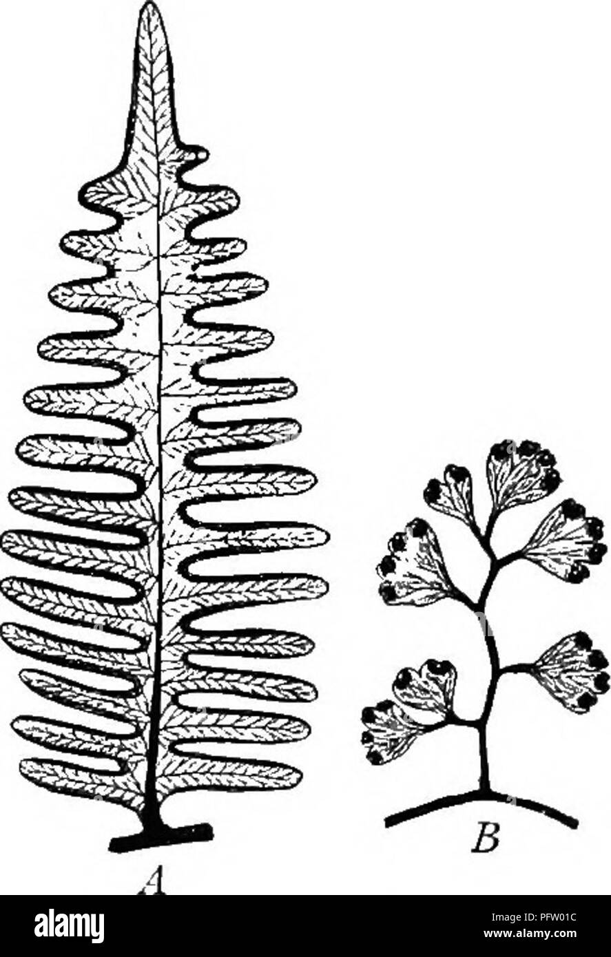 Sporophyte Black and White Stock Photos & Images - Alamy
