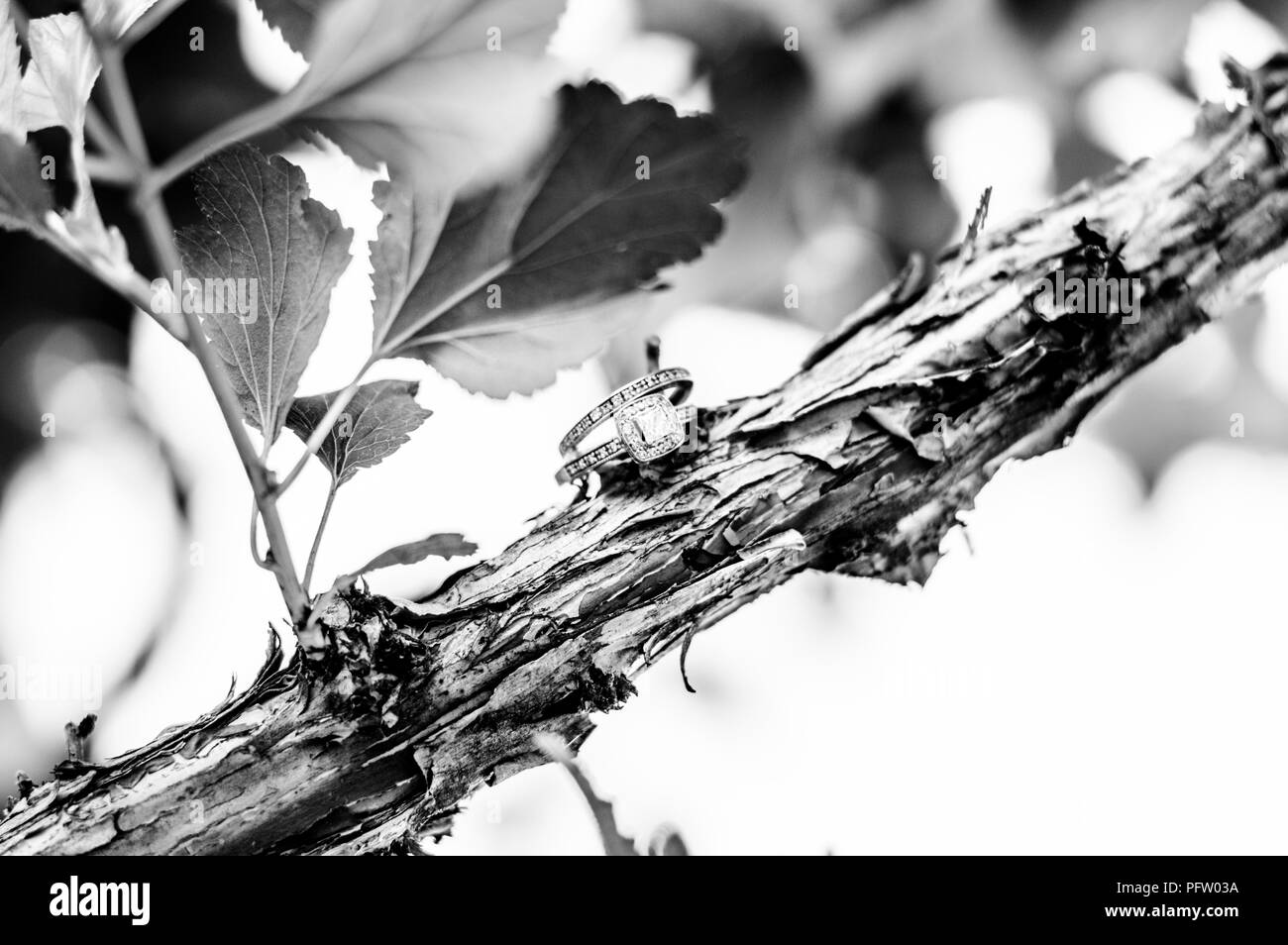 Wedding fiance Black and White Stock Photos & Images - Alamy