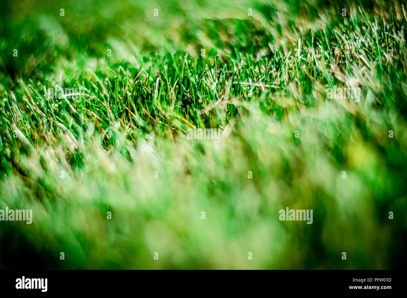 grass on the lawn up close Stock Photo - Alamy