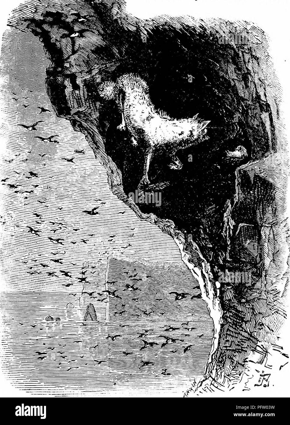 . Key to North American birds. Containing a concise account of every ...