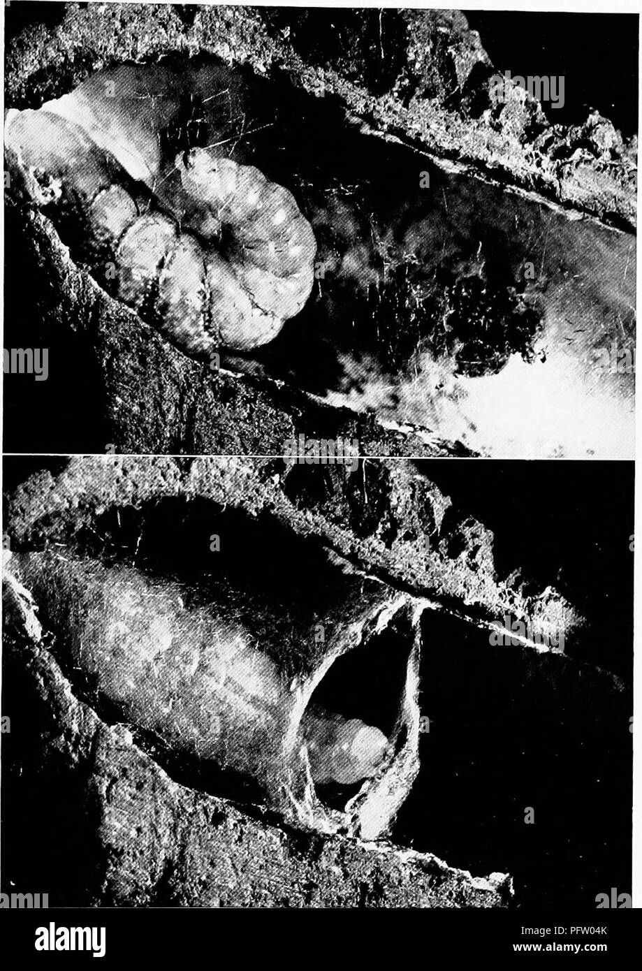 This article discusses fascinating examples of metamorphosis in birds ...