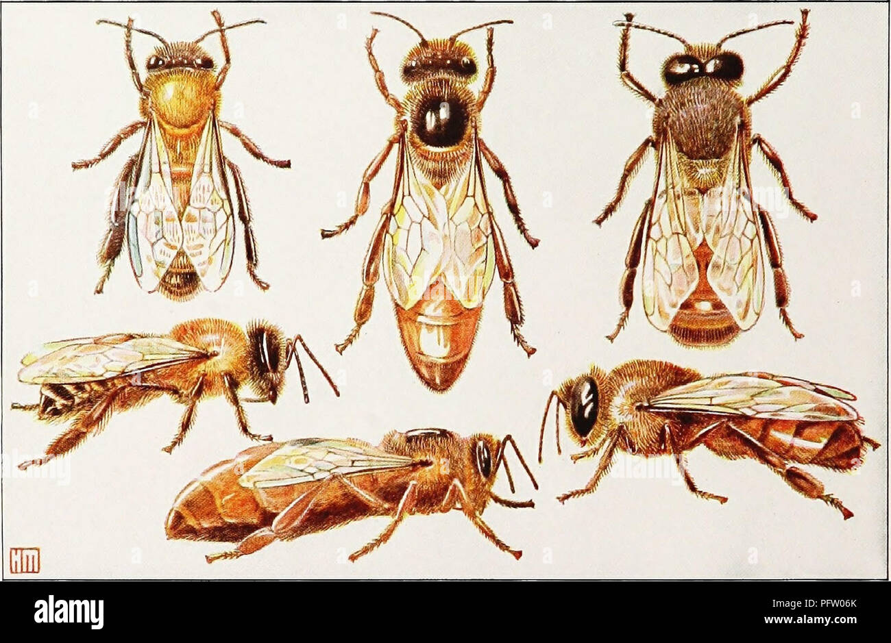 Honey bee queen drone worker size hi-res stock photography and images ...
