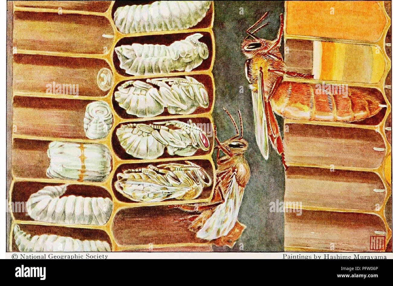 The queen bee (center) is the reproductive female in a honeybee colony ...