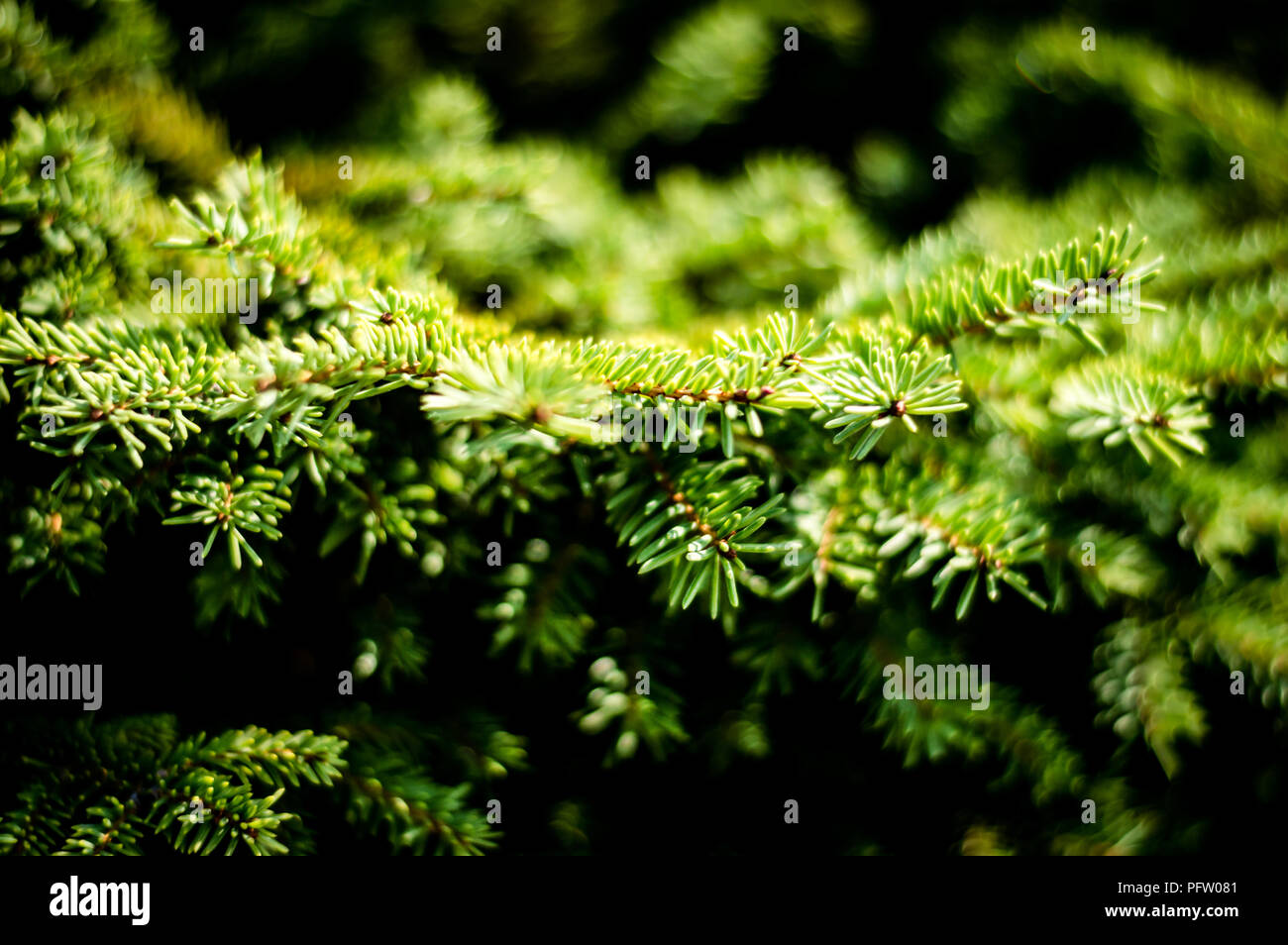 Pine tree up close Stock Photo - Alamy