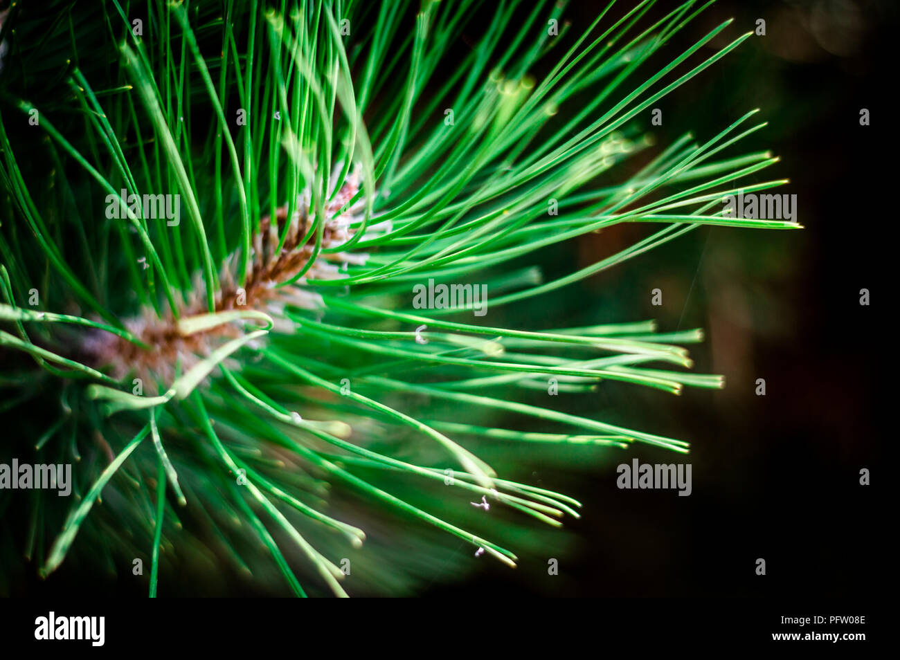 Pine tree up close Stock Photo - Alamy