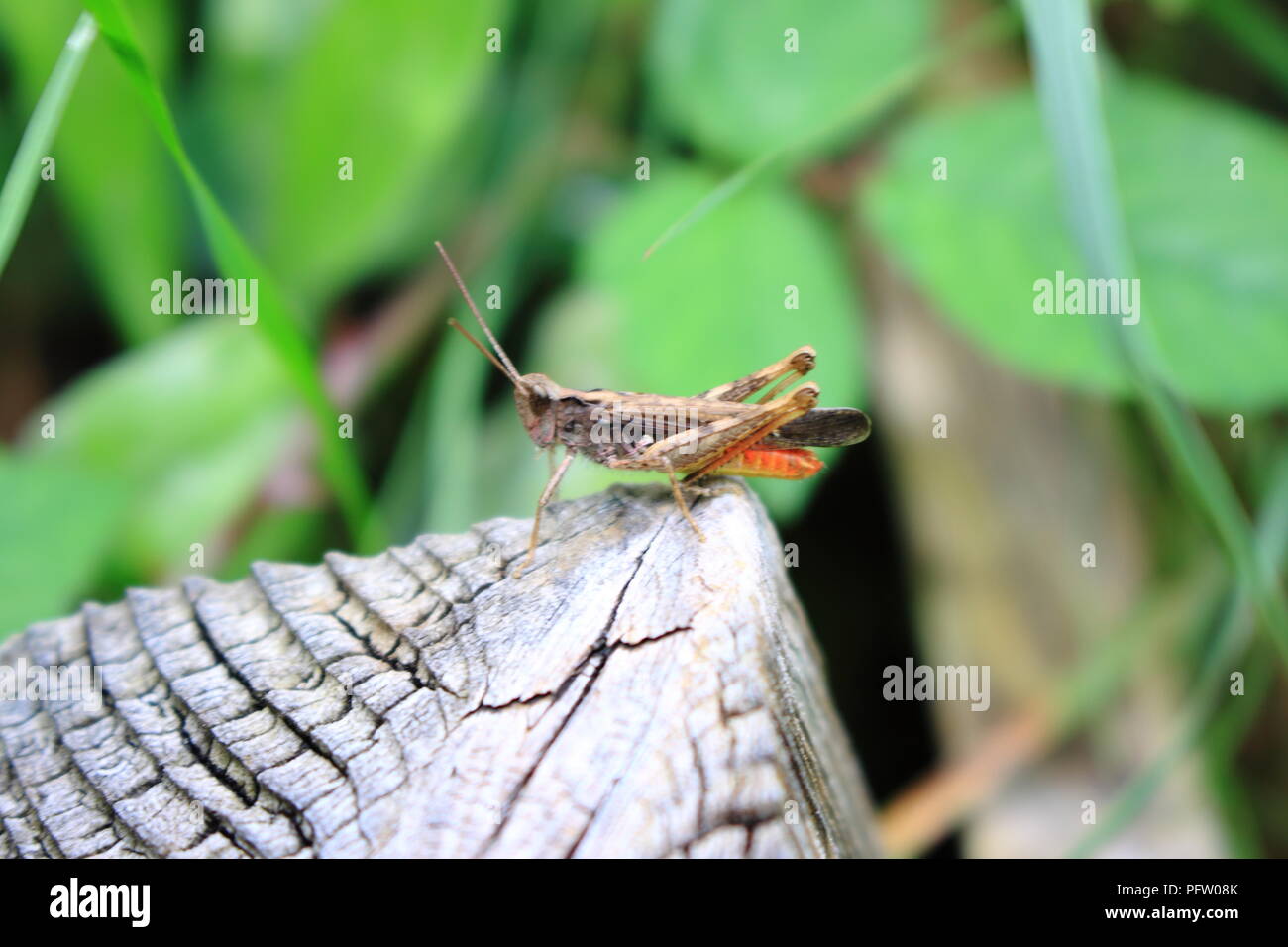 Grasshopper close up hi-res stock photography and images - Alamy
