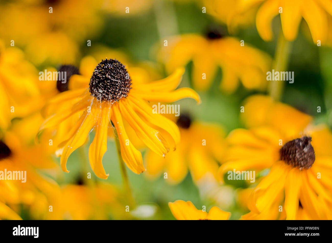 Nature up close Stock Photo - Alamy