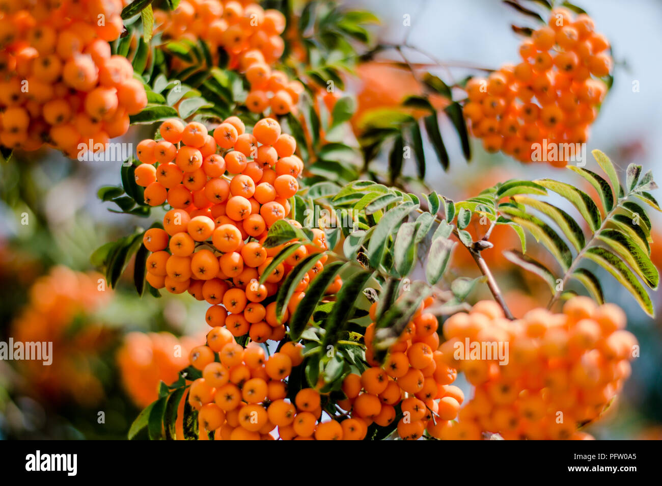 Nature up close Stock Photo - Alamy
