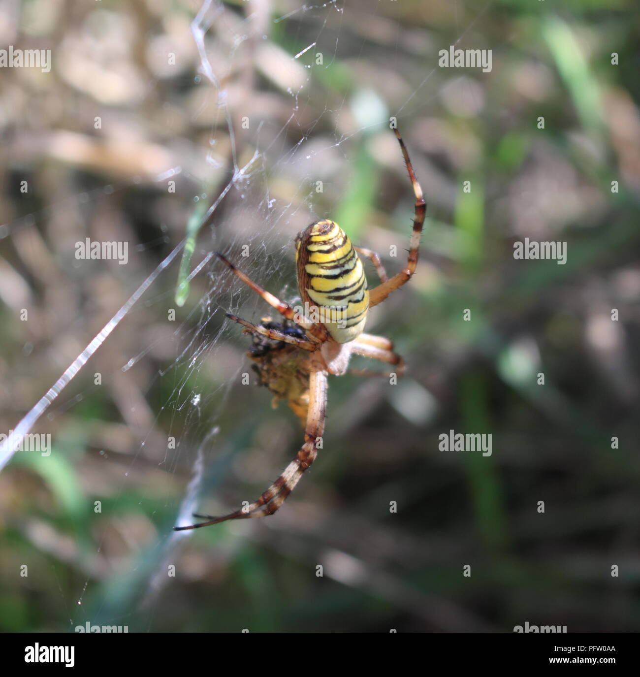 Close up of wasp spider eating its prey in sunlight Stock Photo - Alamy