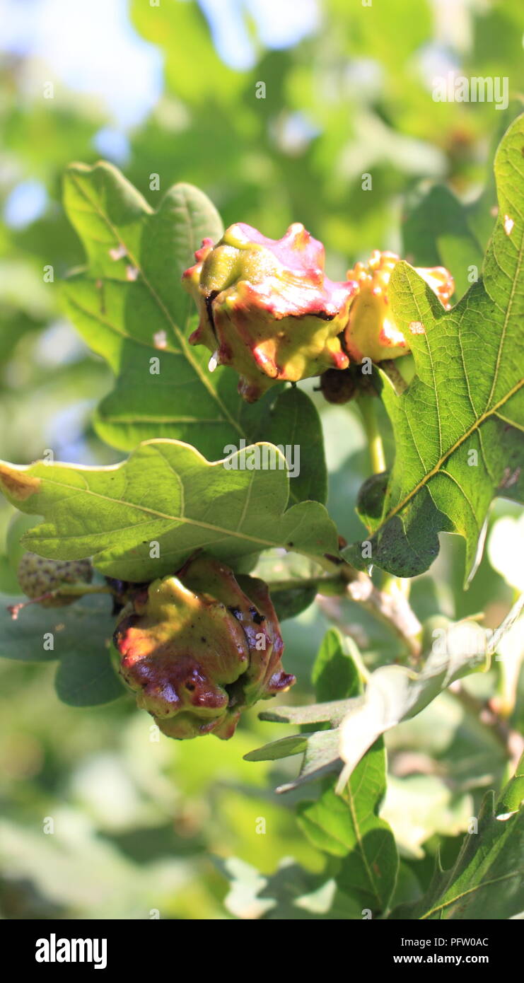 Knopper Gall caused by gall wasp (Andricus quercuscalicis) on oak tree ...