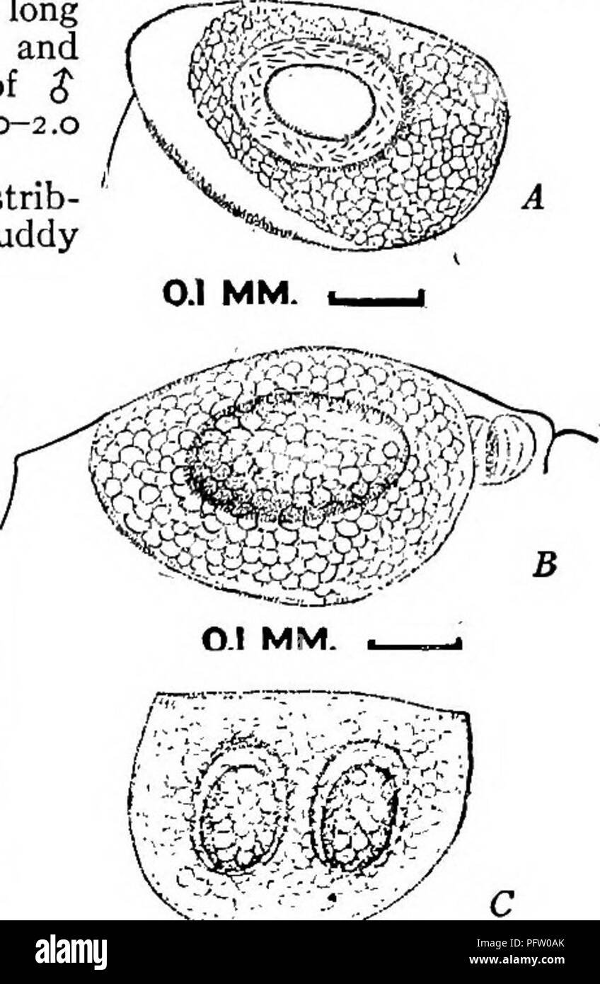 This section from 'Fresh-water Biology' illustrates the morphology of ...