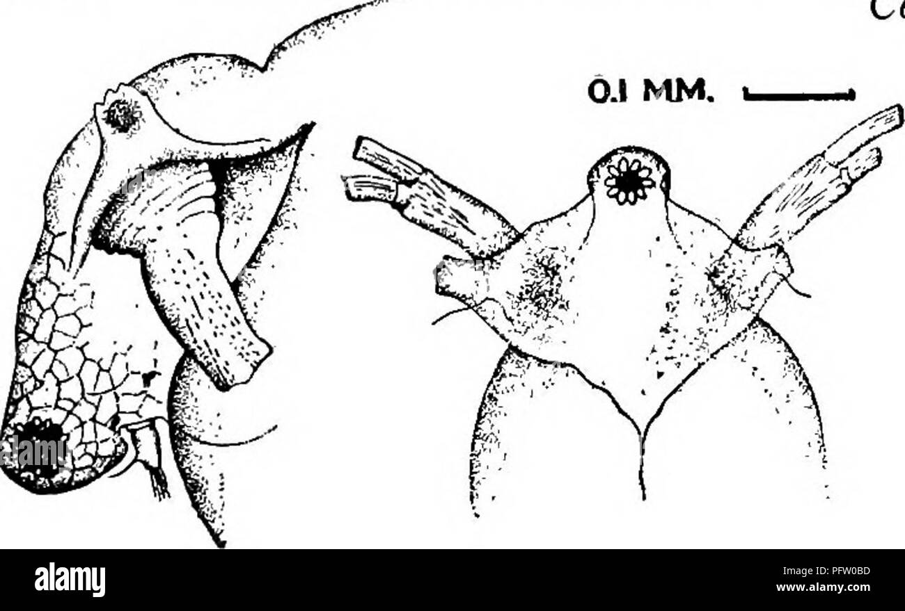 Spinous processes hi-res stock photography and images - Alamy