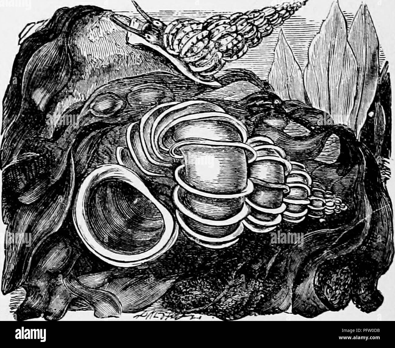 Wentletrap shells hi-res stock photography and images - Alamy