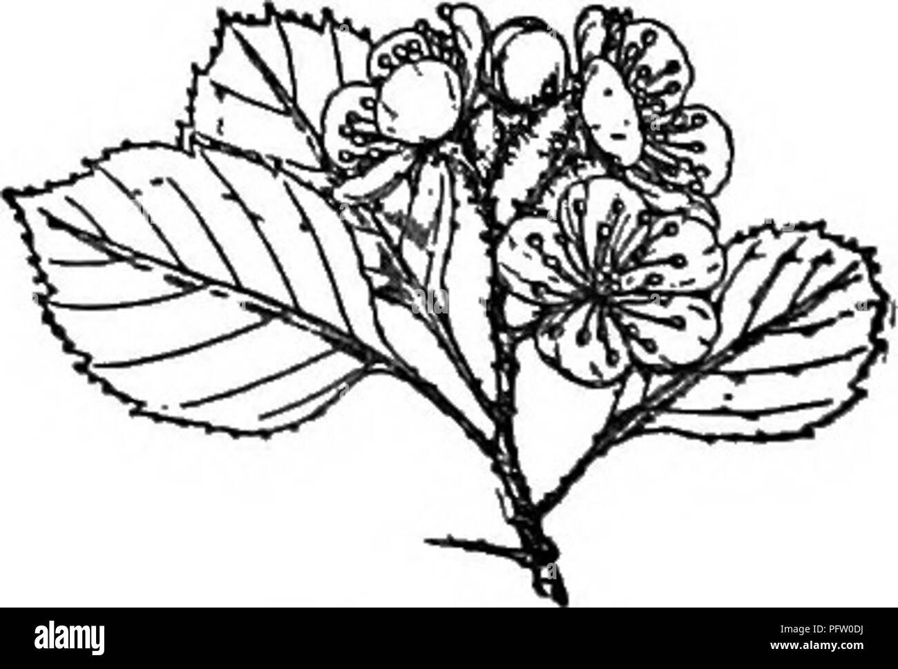 Ellipsoidal leaves Black and White Stock Photos & Images - Alamy