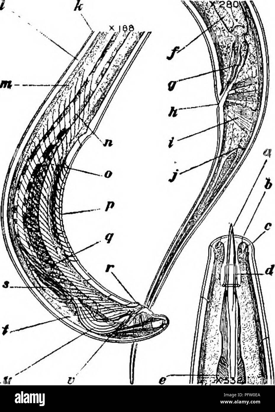 Nematodes soil hi-res stock photography and images - Alamy