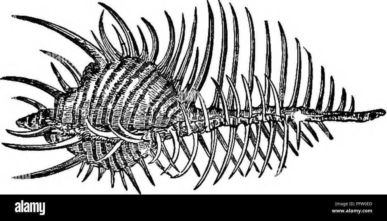 Rapacious Black and White Stock Photos & Images - Alamy