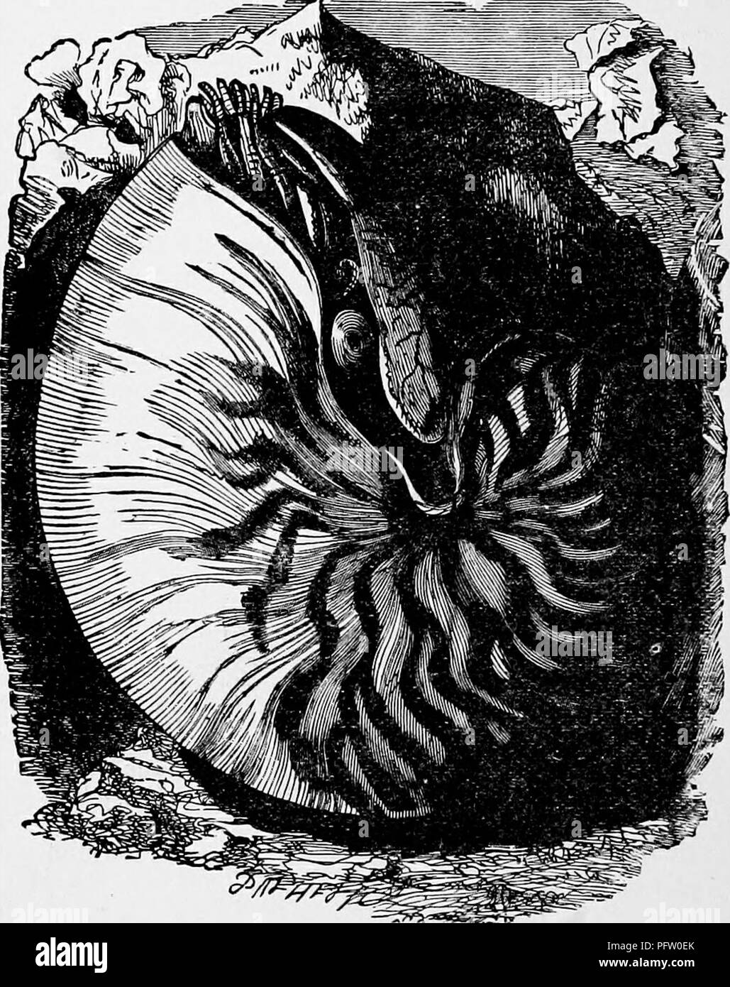 This entry describes the chambered nautilus, focusing on its shell ...