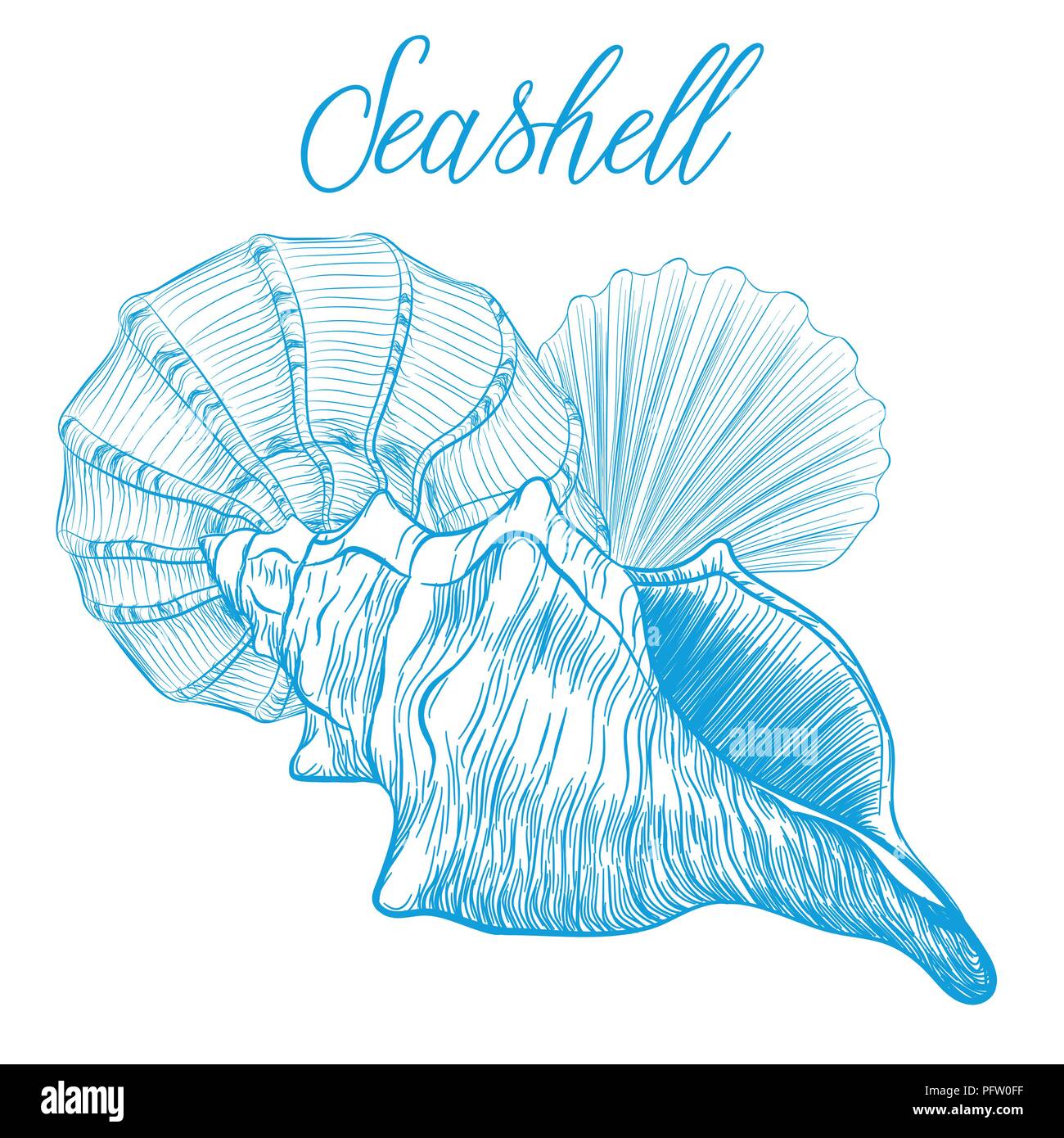 Sea shells Hand drawn vector illustration.Marine wildlife decorative ...