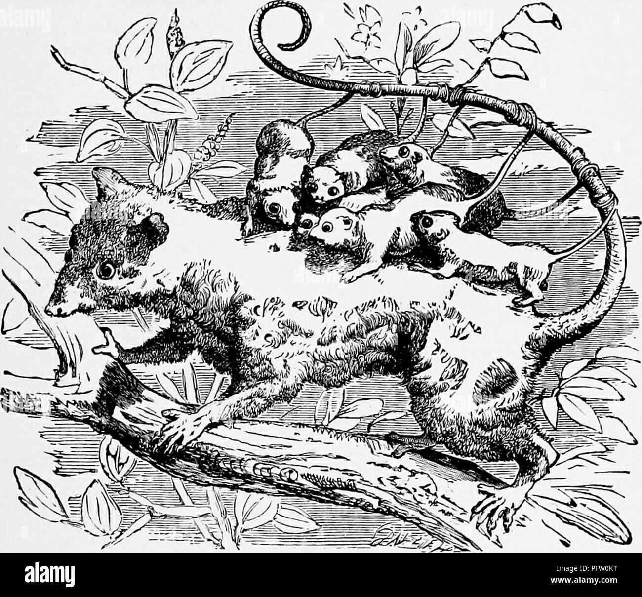 Merian's Opossum, or Philander dorsigerus, is a small marsupial with ...