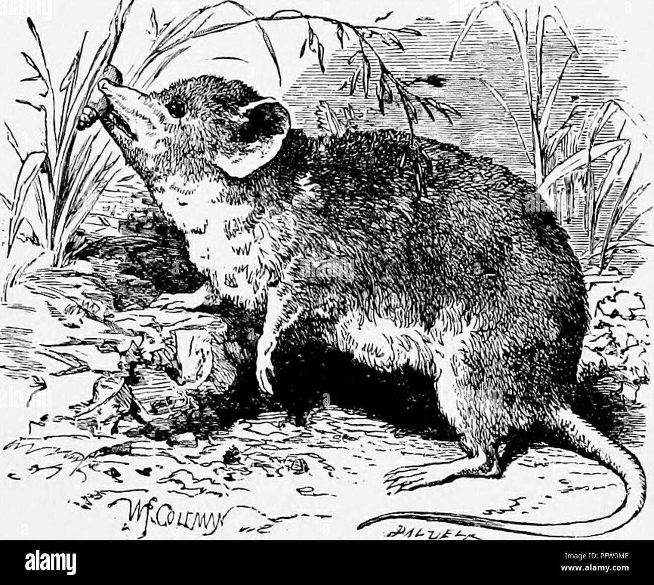 Common dasyure hi-res stock photography and images - Alamy