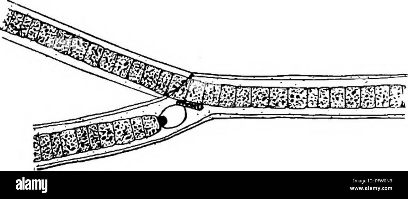 Cyanobacteria Under Microscope Drawing