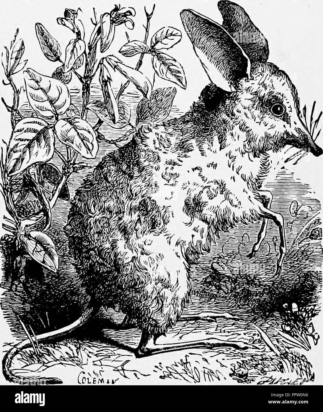The long-nosed bandicoot (Perameles nasuta) is a nocturnal marsupial ...