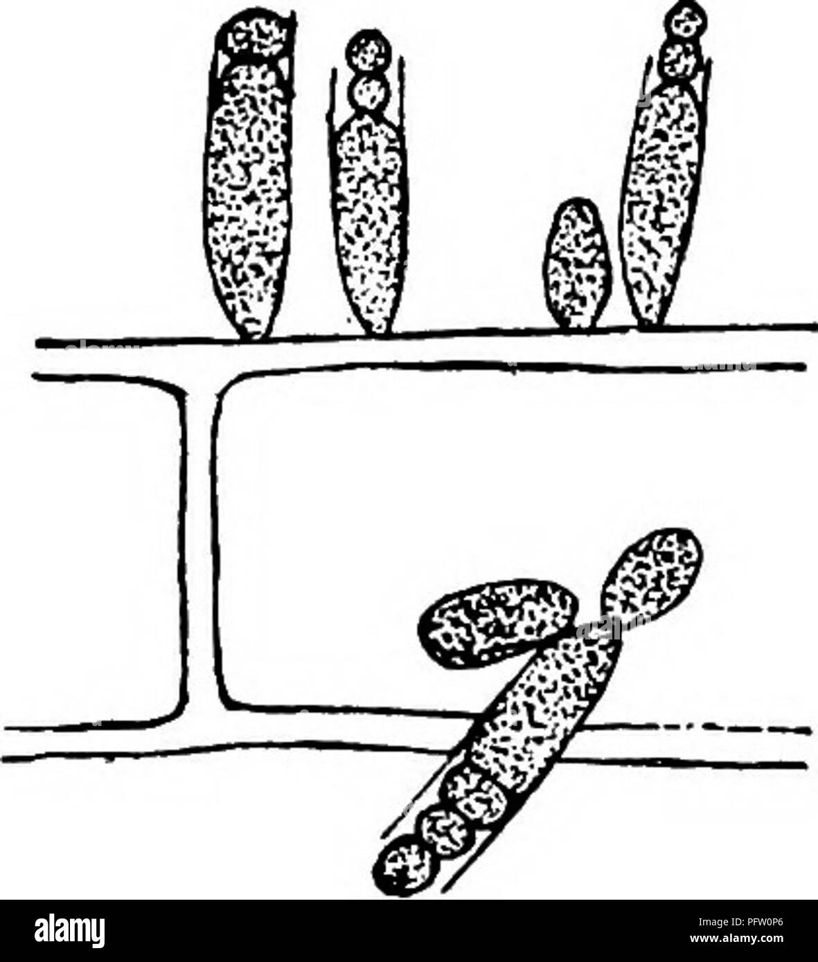 This section focuses on blue-green algae (Chamaesiphonaceae ...