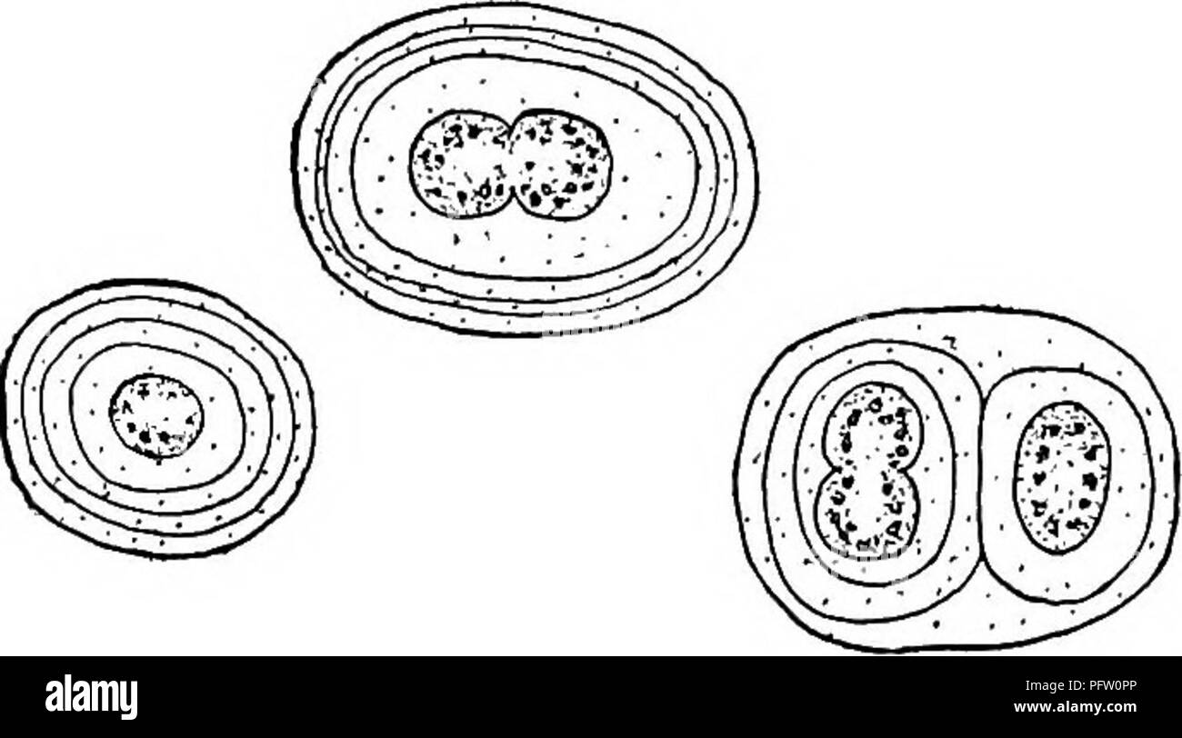 Gloeocapsa Slide Labeled