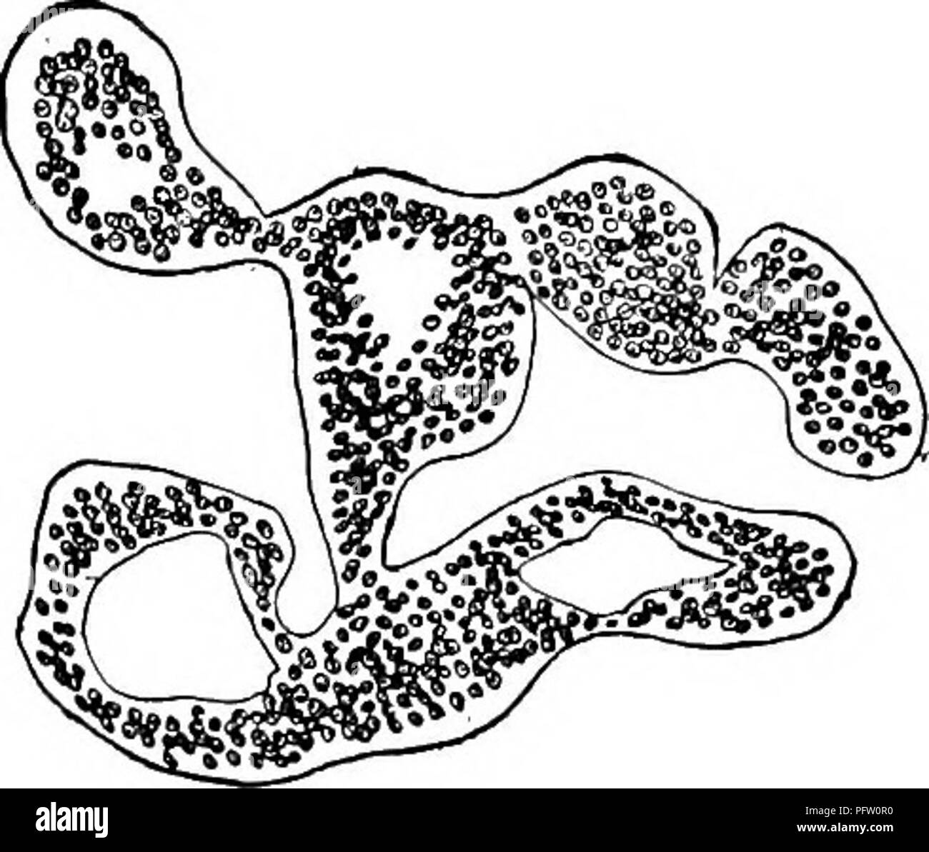 Coelosphaerium hi-res stock photography and images - Alamy