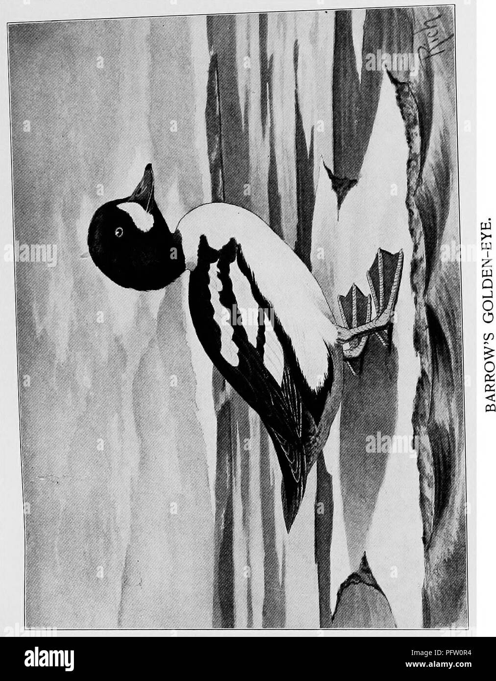 This image is from 'Feathered Game of the Northeast,' documenting ...